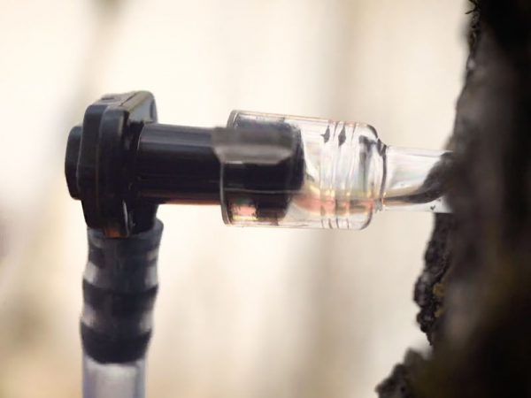 How to Care for Your Sugar Maple - SAPJACK