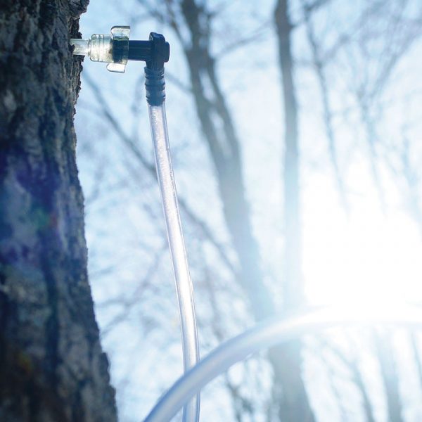 SAPPY TREES | How We Protect Our Forest