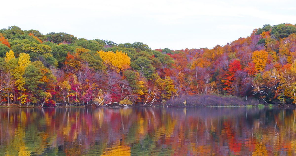 Does Fall Foliage Impact Sap Season? - SAPJACK